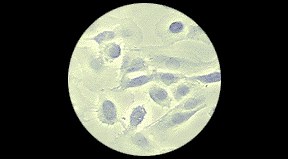 Fine Focus - Virtual Fluorescent Microscope - Wartburg Biology Department